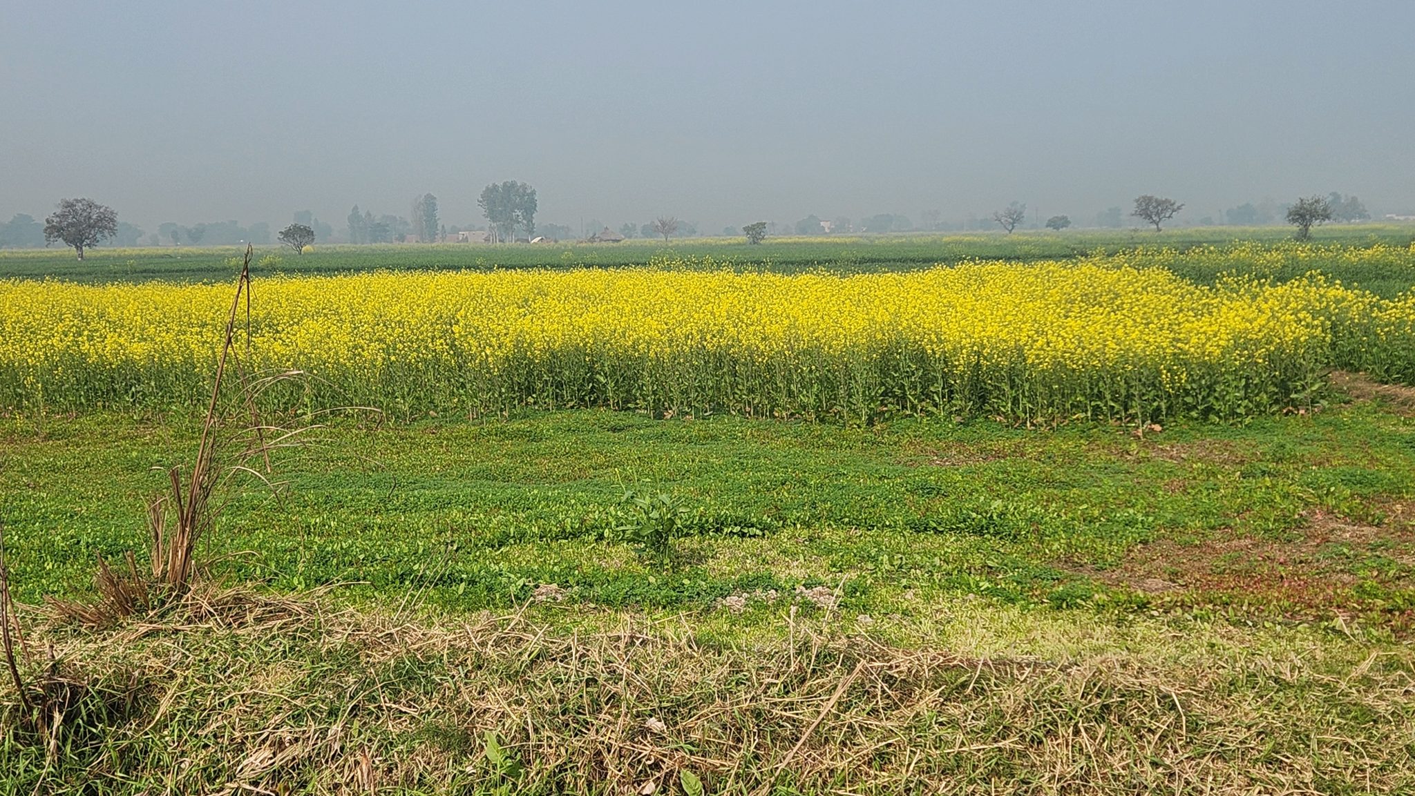 Hindu Goddess Radha 🪷 Storytelling by Julie Pasqual