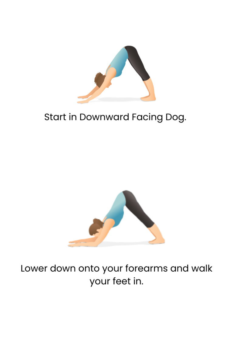 Dolphin Pose | YogaRenew